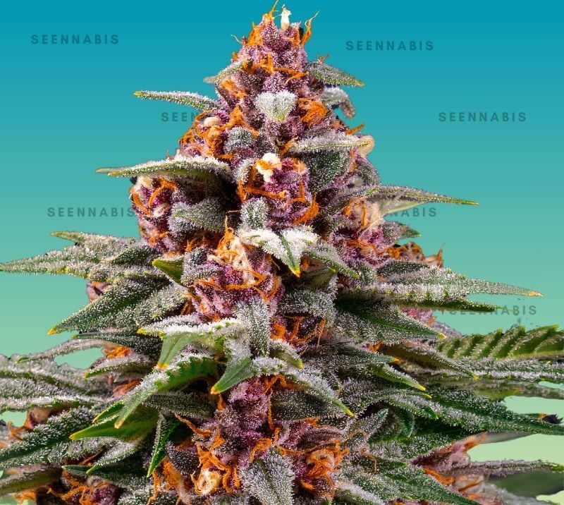 Runtz Feminized Cannabis Seeds - Seennabis Runtz Feminized Cannabis Seeds - Seennabis