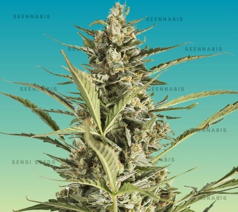 White Widow Feminized Cannabis Seeds - Seennabis